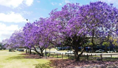 The Best Places To See Jacarandas Around Australia