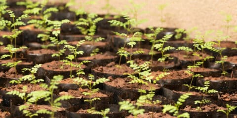 A Complete Guide To Growing A Jacaranda Tree | Lawn.com.au