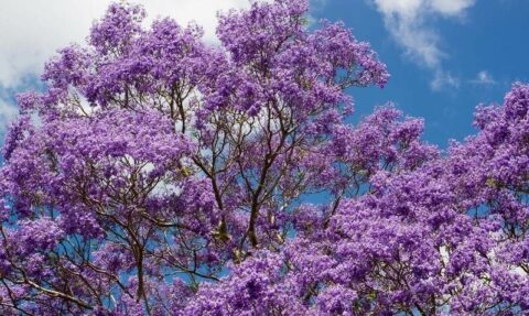 The Best Places To See Jacarandas Around Australia