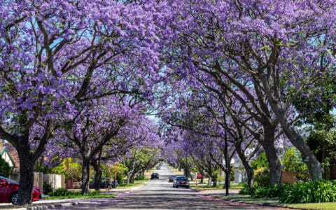 The Best Places To See Jacarandas Around Australia