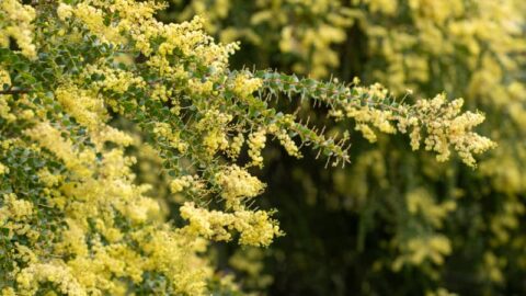 Australian Wattle Tree Varieties