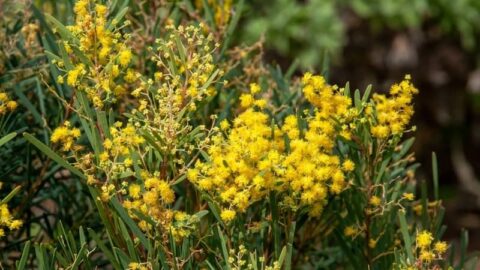 Australian Wattle Tree Varieties