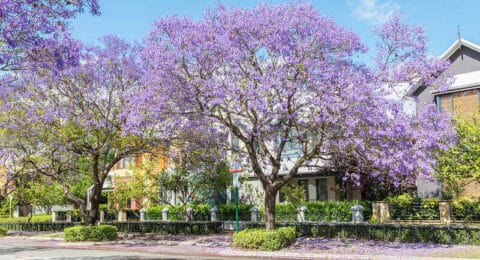 A Complete Guide To Growing A Jacaranda Tree | Lawn.com.au