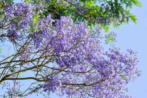 A Complete Guide To Growing A Jacaranda Tree | Lawn.com.au