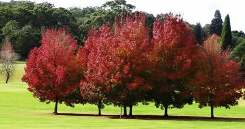 The Best Autumn Trees In Australia
