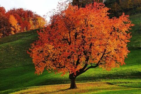 The Best Autumn Trees In Australia