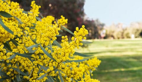 Wattle Tree Guide: How To Grow Wattle Trees | Lawn.com.au