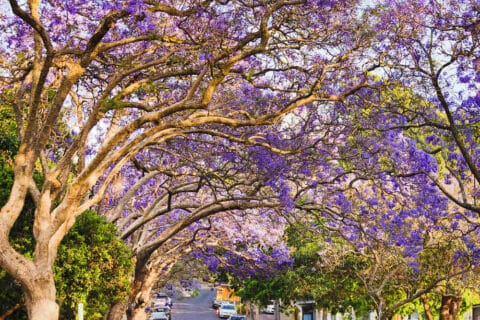 A Complete Guide To Growing A Jacaranda Tree | Lawn.com.au