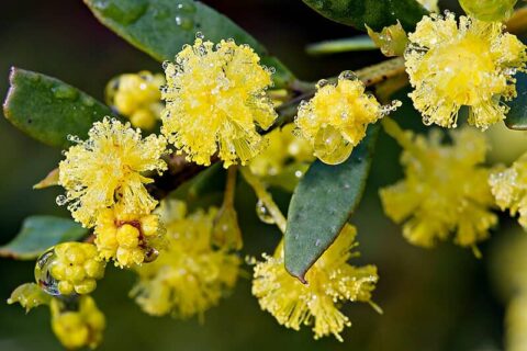 Australian Wattle Tree Varieties