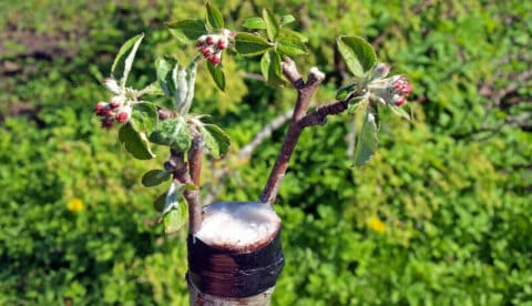 How To Grow An Apple Tree In Australia