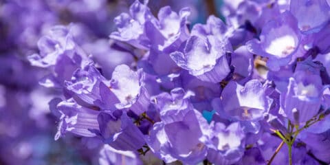 A Complete Guide To Growing A Jacaranda Tree | Lawn.com.au