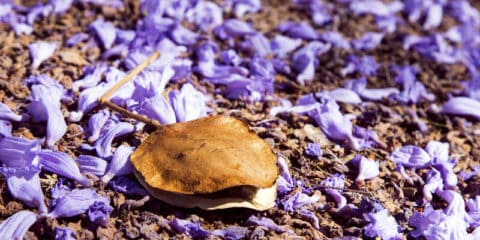 A Complete Guide To Growing A Jacaranda Tree | Lawn.com.au