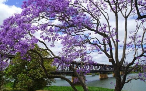 The Best Places To See Jacarandas Around Australia