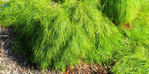 Wattle Tree Guide: How To Grow Wattle Trees | Lawn.com.au