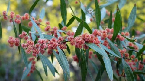 Australian Wattle Tree Varieties