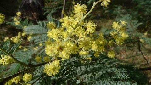 Australian Wattle Tree Varieties
