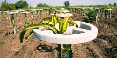 How To Grow Dragon Fruit: A Dragon Fruit Plant Guide | Lawn.com.au