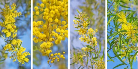 Wattle Tree Guide: How To Grow Wattle Trees | Lawn.com.au