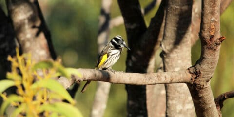 Wattle Tree Guide: How To Grow Wattle Trees | Lawn.com.au