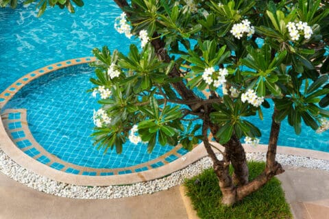 Frangipani Tree Care: How To Grow Frangipani Trees