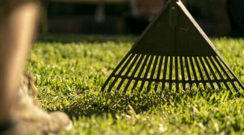 Top Dressing A Lawn: How, When, And Why