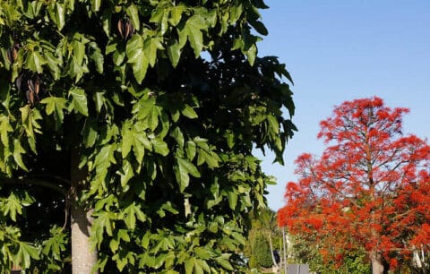 How to Grow An Illawarra Flame Tree | Lawn.com.au