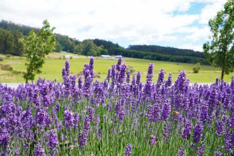 Growing Lavender Plants In Australia
