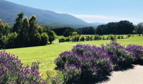 When Does Lavender Flower In Australia?