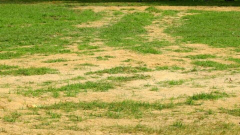 Top Dressing A Lawn: How, When, And Why