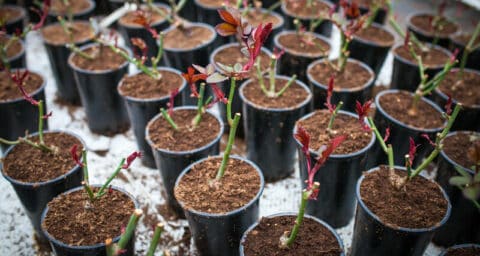 How To Grow Roses | Lawn.com.au