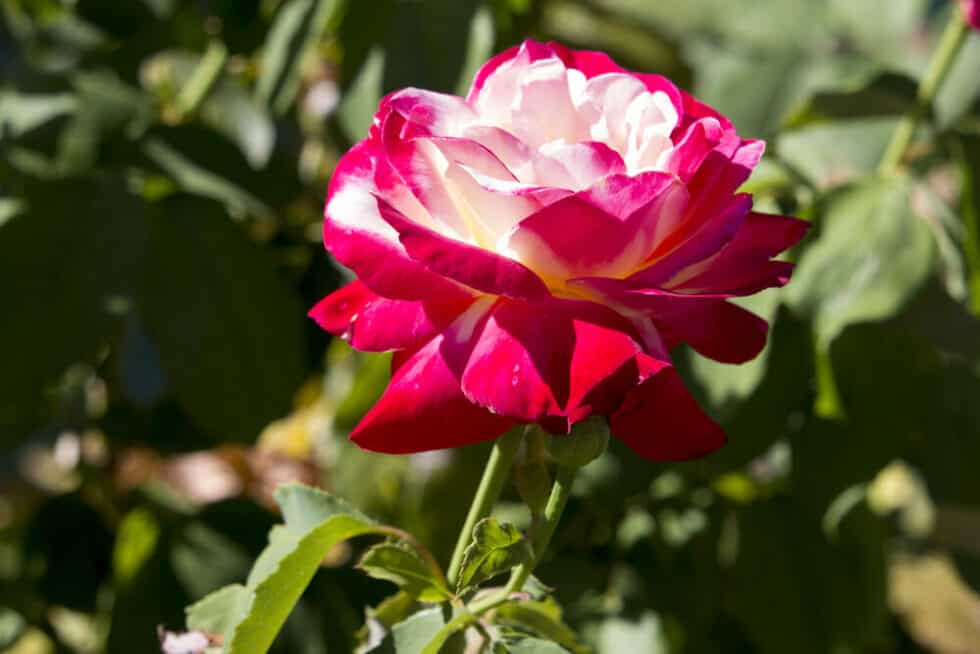 Everything To Know About The Hybrid Tea Rose | Lawn.com.au