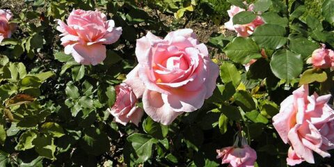 Different Types Of Roses In Australia