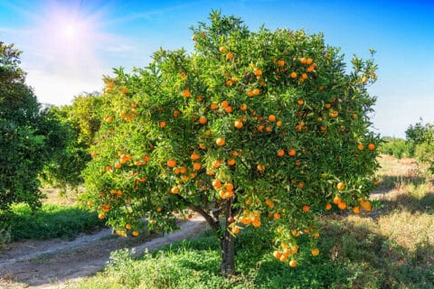 How To Grow An Orange Tree | Lawn.com.au