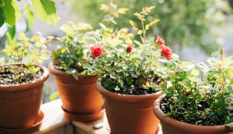 How To Plant Roses | Lawn.com.au