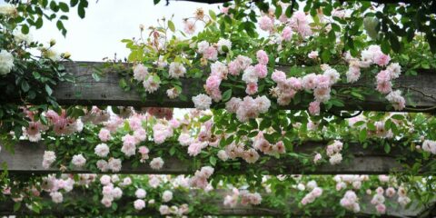The Complete Guide To Climbing Roses | Lawn.com.au