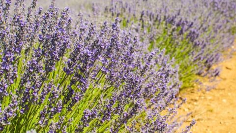 When Does Lavender Flower In Australia?