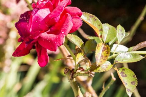 How To Treat Rose Diseases, Problems and Pests | Lawn.com.au