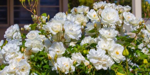 The Complete Guide To Climbing Roses | Lawn.com.au