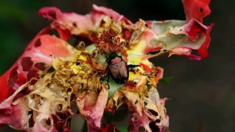 Rose Problems And Solutions In Australia | Lawn.com.au