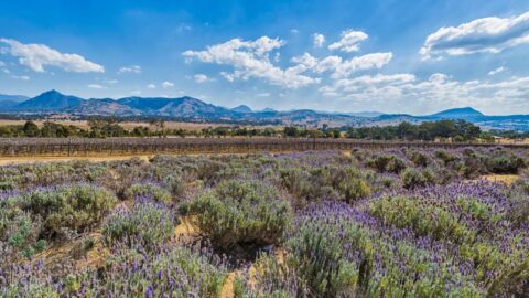 When Does Lavender Flower In Australia?