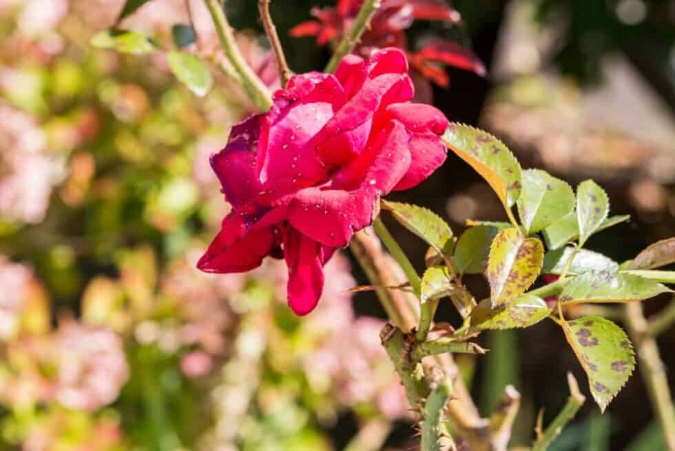 Rose Problems And Solutions In Australia | Lawn.com.au
