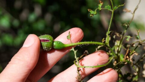 Rose Problems And Solutions In Australia | Lawn.com.au