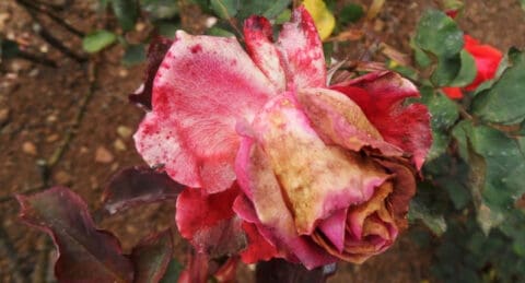 How To Treat Rose Diseases, Problems and Pests | Lawn.com.au