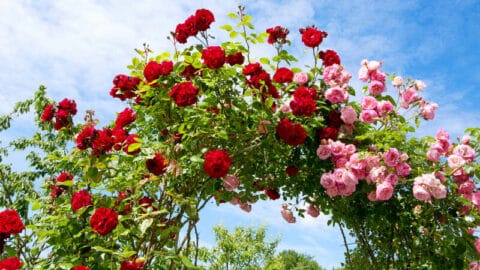 The Complete Guide To Climbing Roses | Lawn.com.au