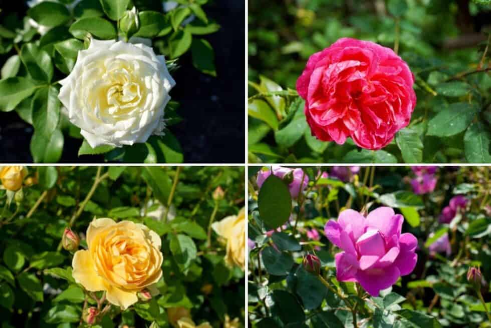 Different Types Of Roses | Lawn.com.au