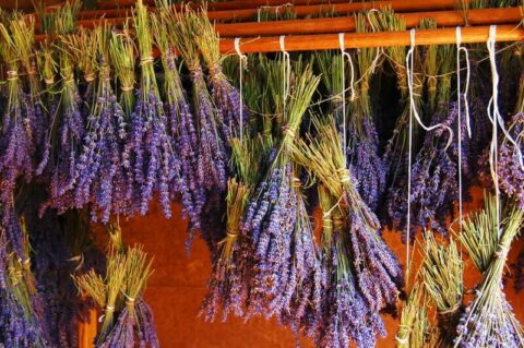 How To Dry Lavender – Multiple Ways | Lawn.com.au