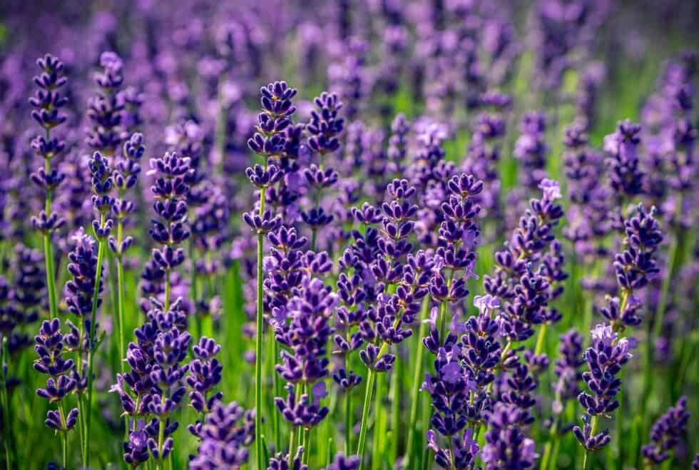 Different Types of Lavender To Grow In Your Garden | Lawn.com.au