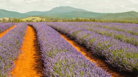 When Does Lavender Flower In Australia?