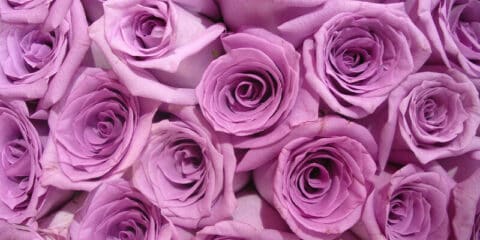 Rose Colour Meanings And Symbolism | Lawn.com.au
