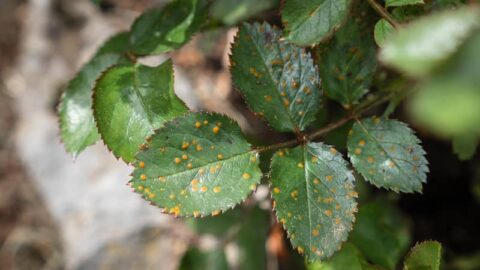 Rose Problems And Solutions In Australia | Lawn.com.au